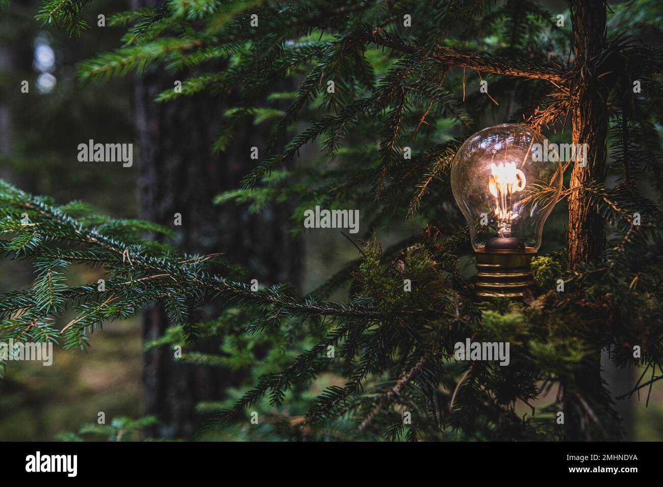 Lit light bulb on tree in forest Stock Photo - Alamy
