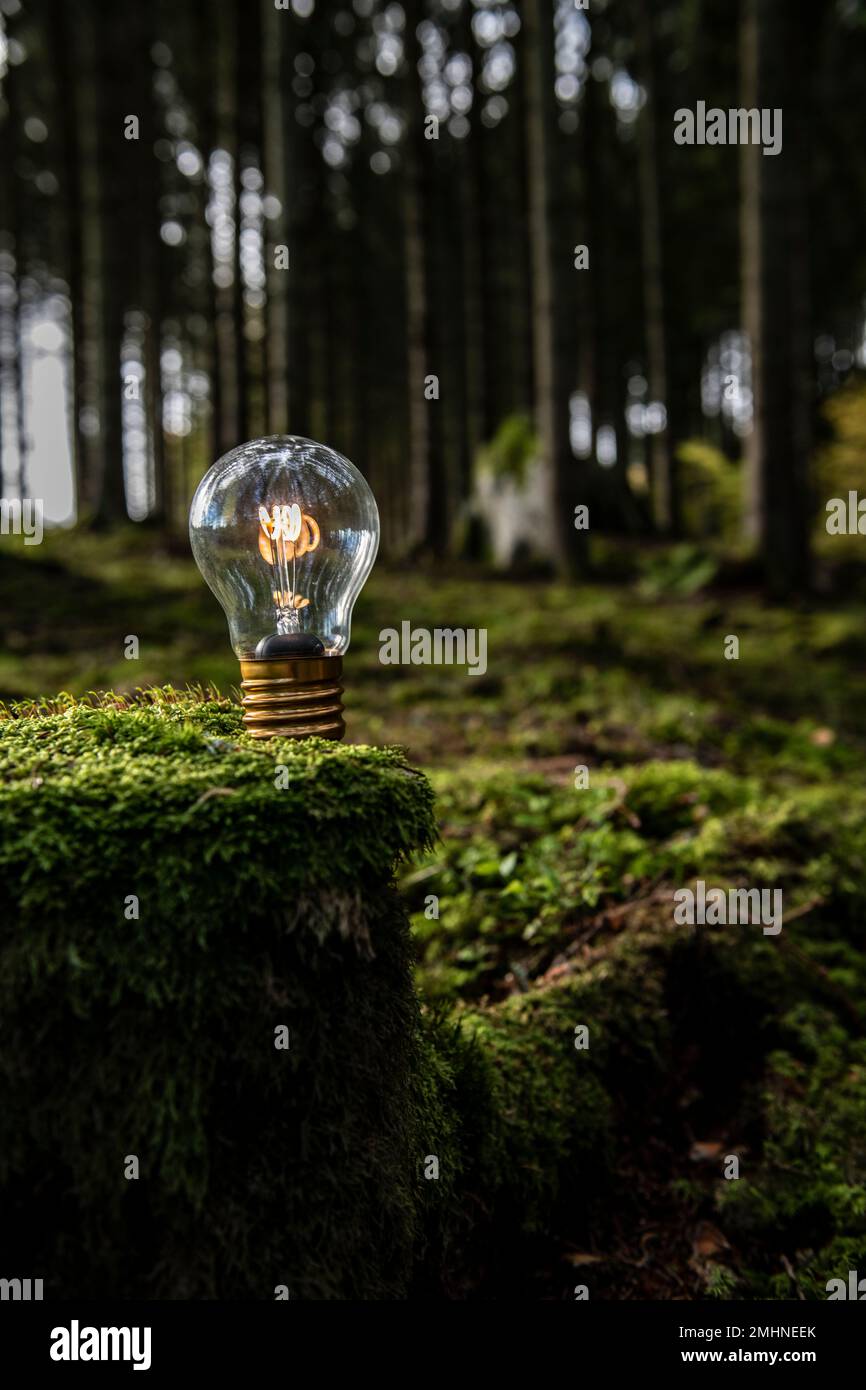 Lit light bulb on moss in forest Stock Photo - Alamy