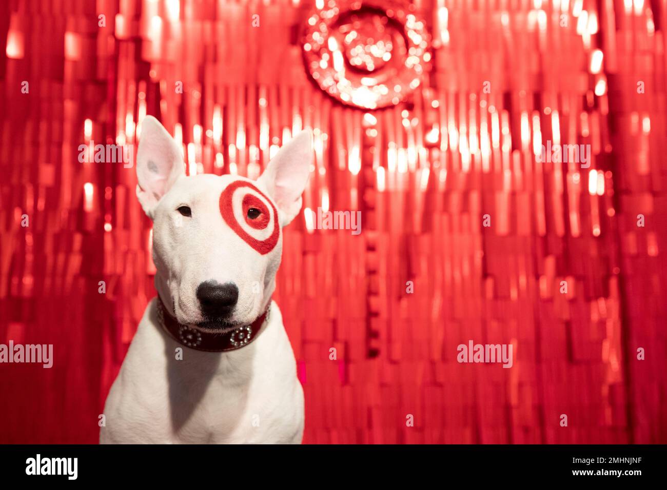 In this Wednesday, Oct. 23, 2019, photo Bullseye, a Miniature Bull ...