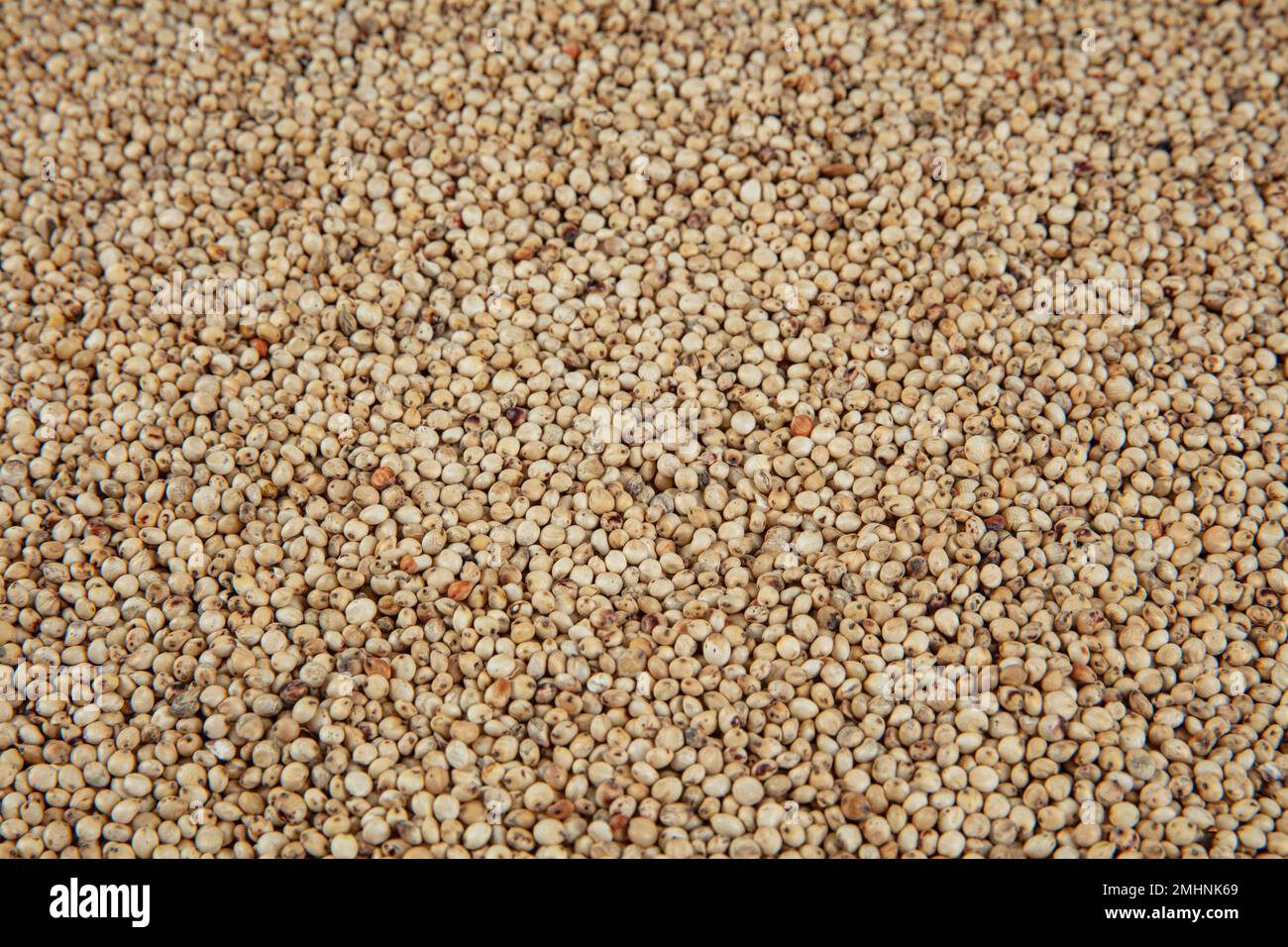 Gluten free Sorghum seeds isolated on white background. Whole seeds of ...