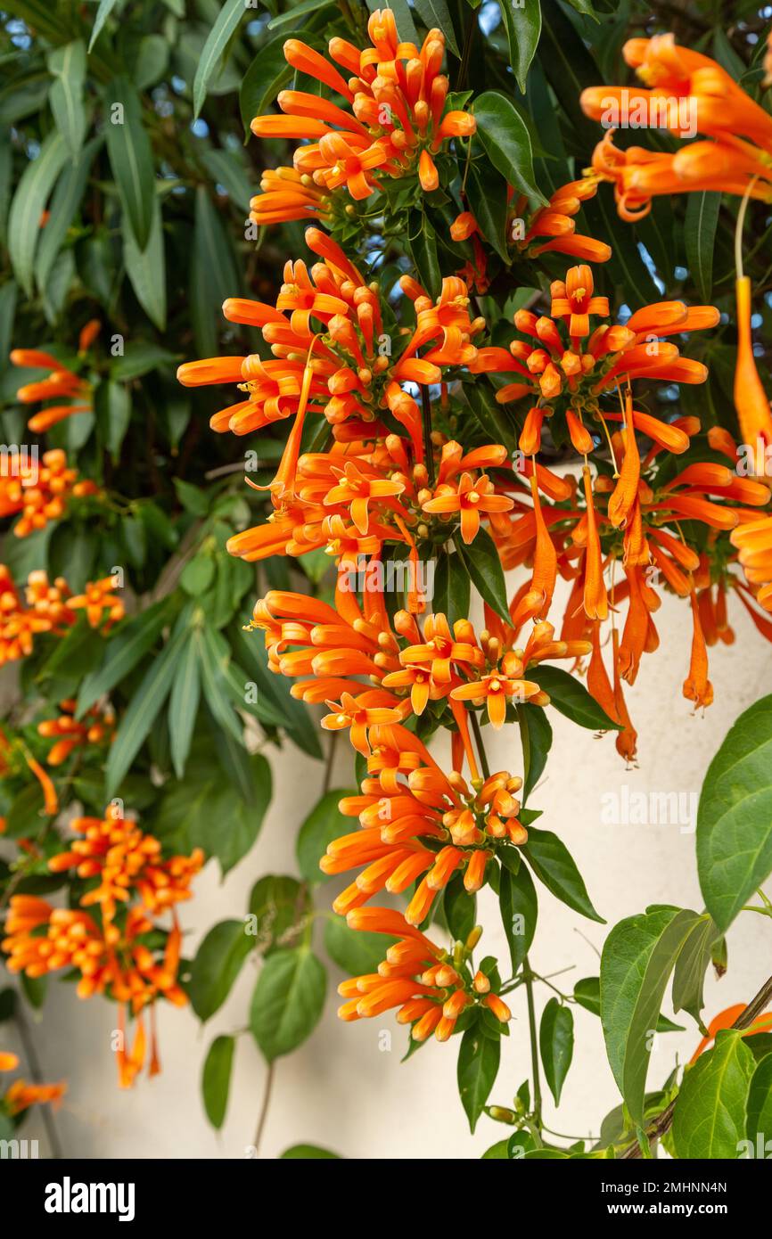 Orange trumpet vine pyrostegia venusta hi-res stock photography and ...