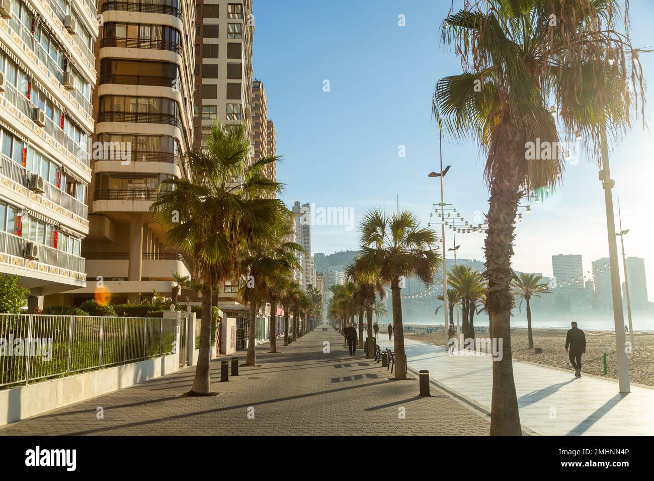 Palm Trees along the prom in Benidorm City Stock Photo - Alamy