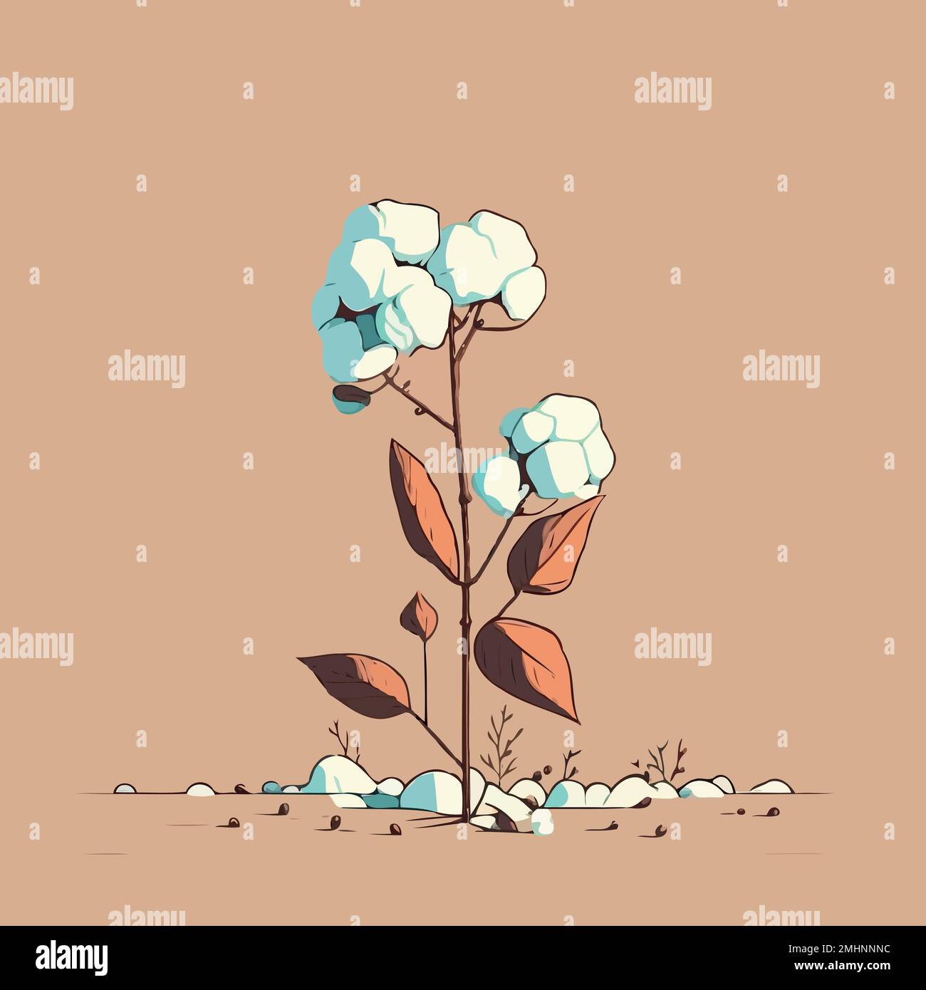 Cotton cultivation in agricultural production farm plant already giving ...