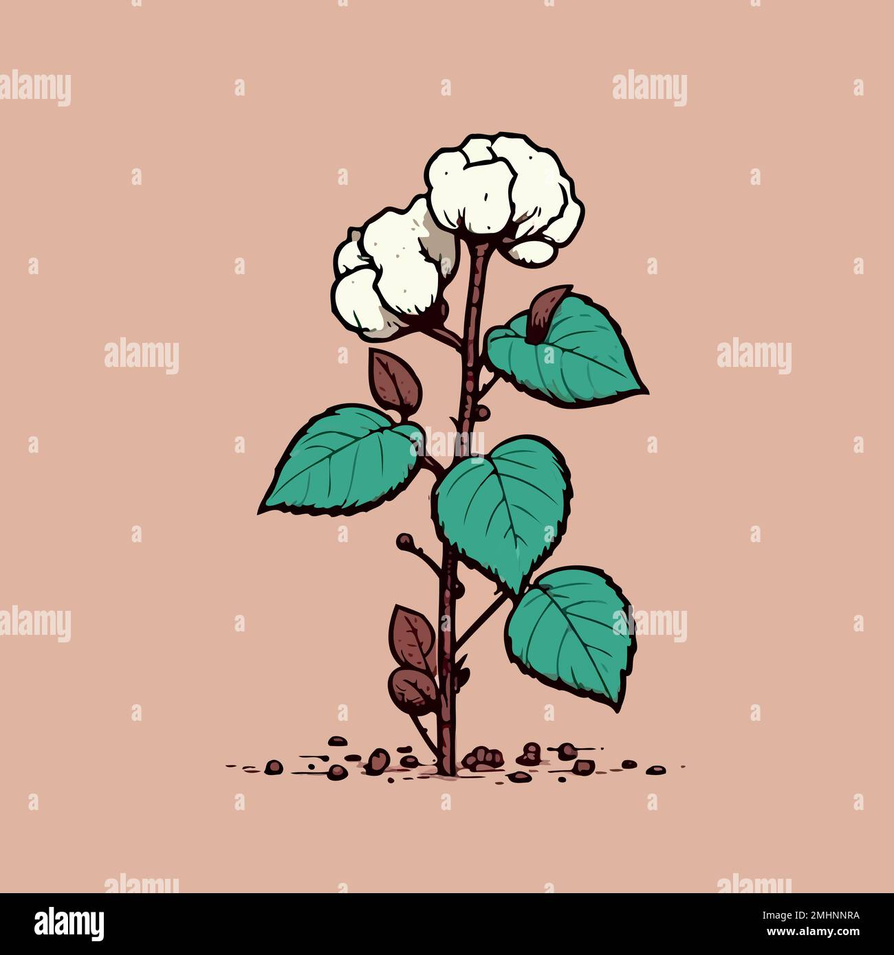 Cotton cultivation in agricultural production farm plant already giving ...