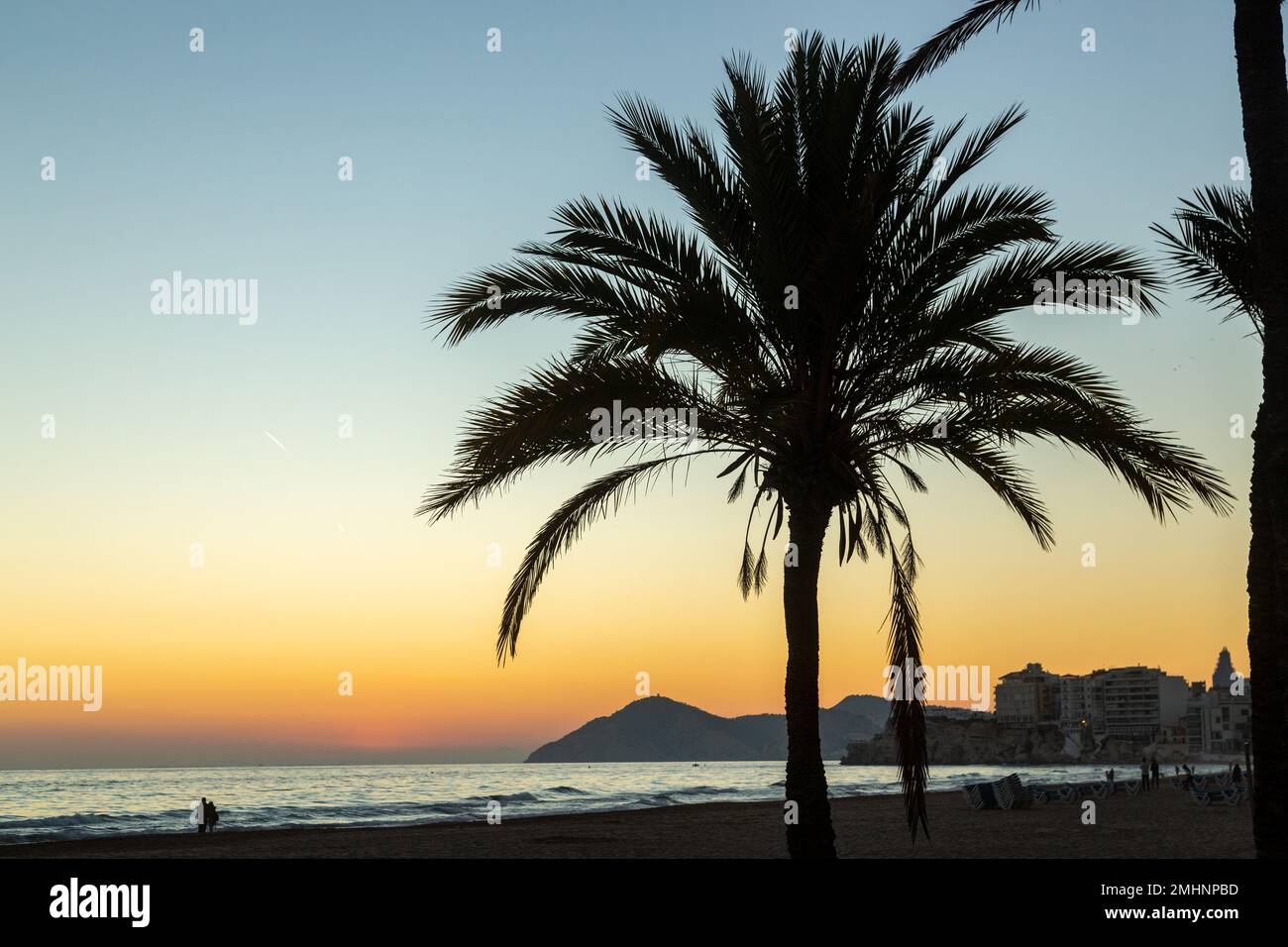 Palm tree at sunset on Benidorm beach, December Stock Photo - Alamy