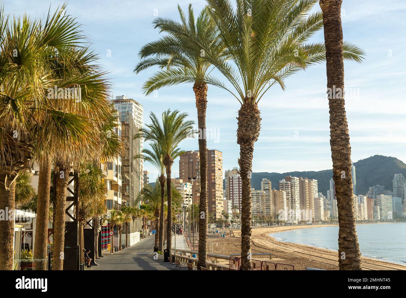 Palm Trees along the prom in Benidorm City Stock Photo - Alamy