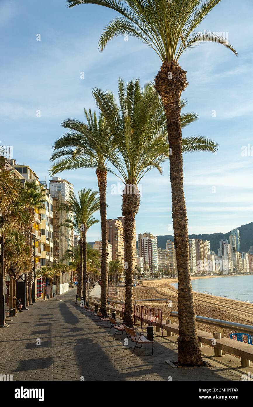 Palm Trees along the prom in Benidorm City Stock Photo - Alamy
