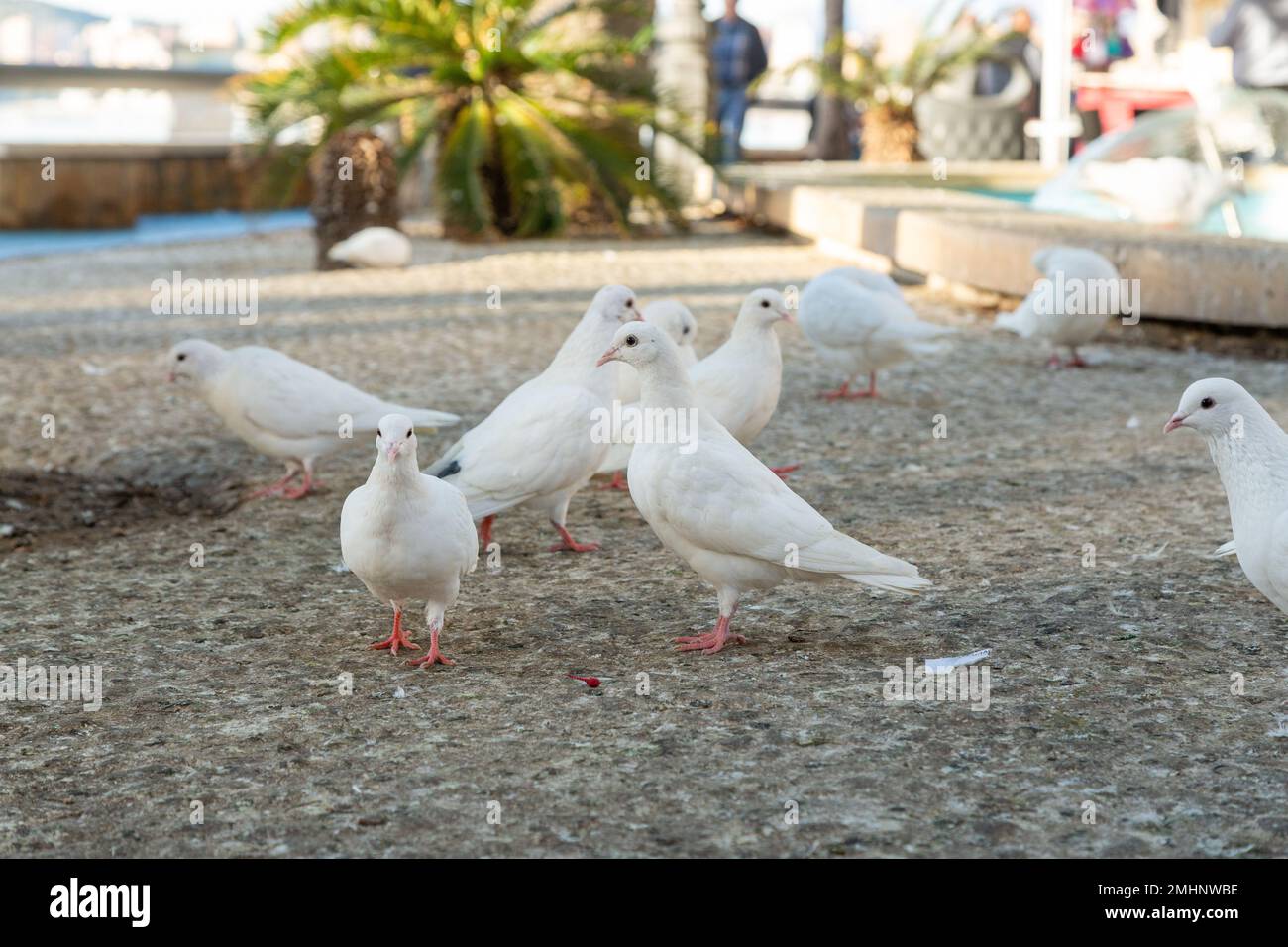Flock of white doves feeding in park, Benidorm Stock Photo - Alamy