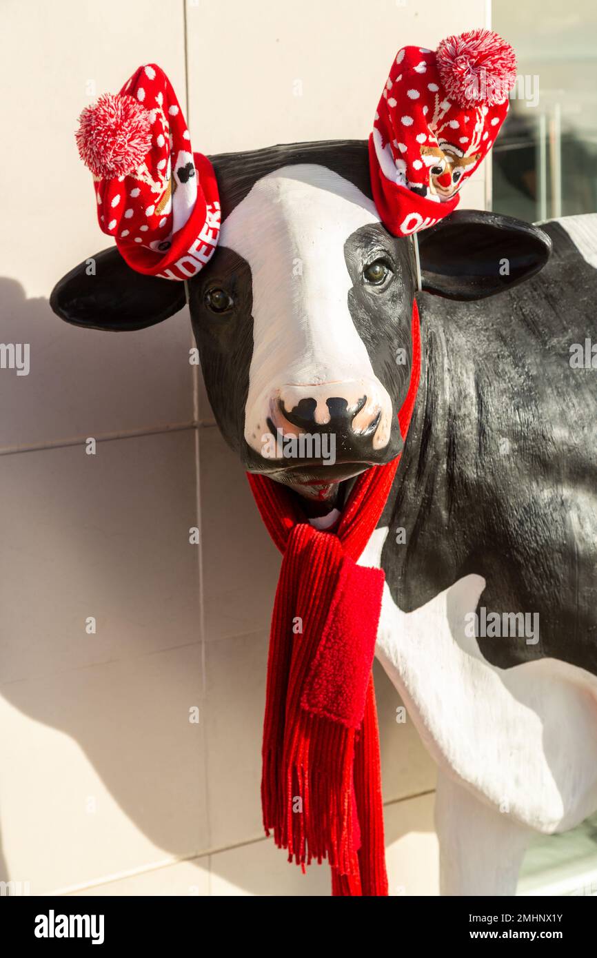 Cow wearing scarf hi-res stock photography and images - Alamy