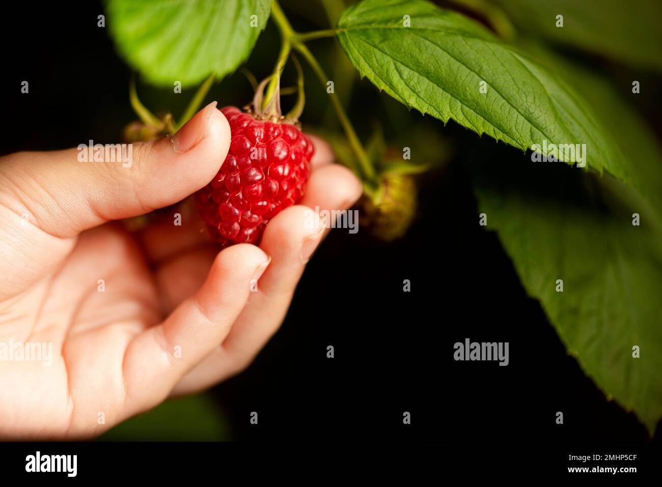 A child's hand picks a raspberry from a bush Stock Photo - Alamy