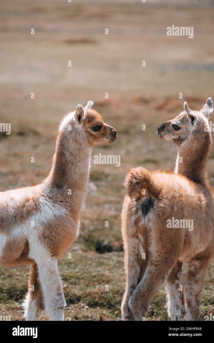Photo of Lamas in South America during Salt Flat Uyuni tour Stock Photo ...