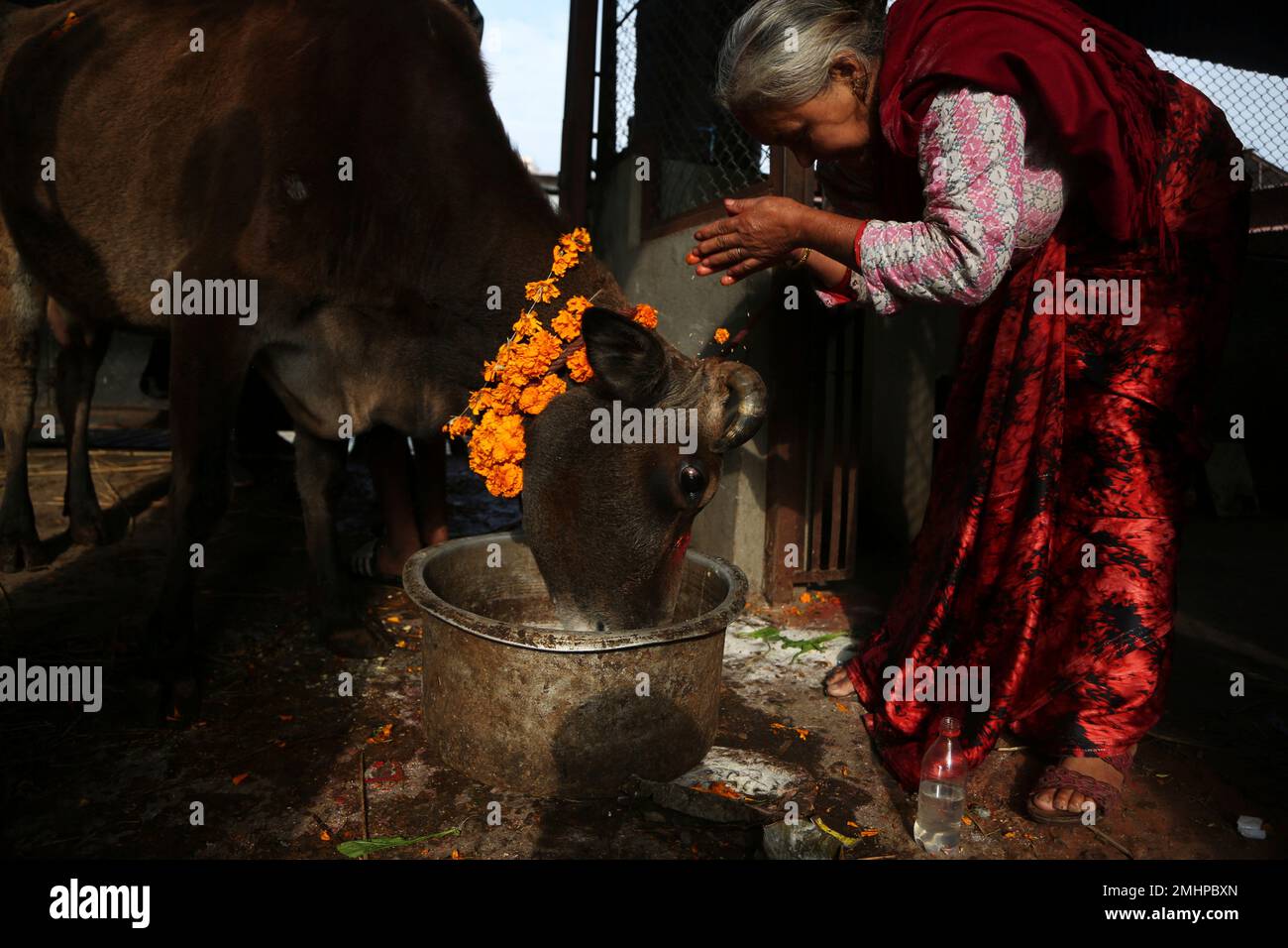 A Nepalese Hindu performs worship rituals to a cow during Tihar ...