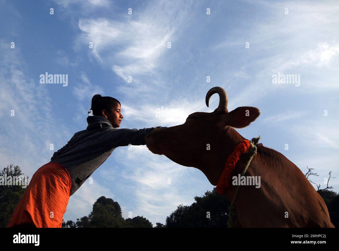 A young Hindu priest performs worship rituals on a cow during Tihar ...