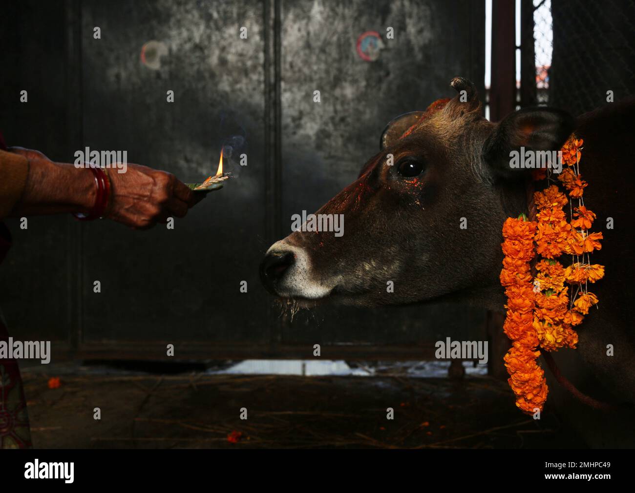 A Nepalese Hindu performs worship rituals to a cow during Tihar ...