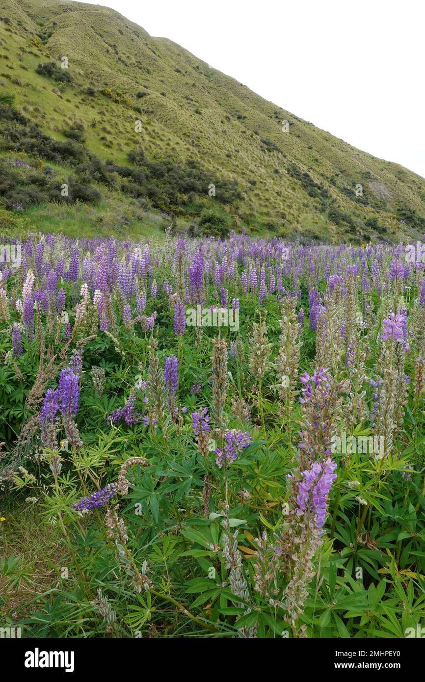 Lupins growing wild by the roadside, South Island of New Zealand Stock ...