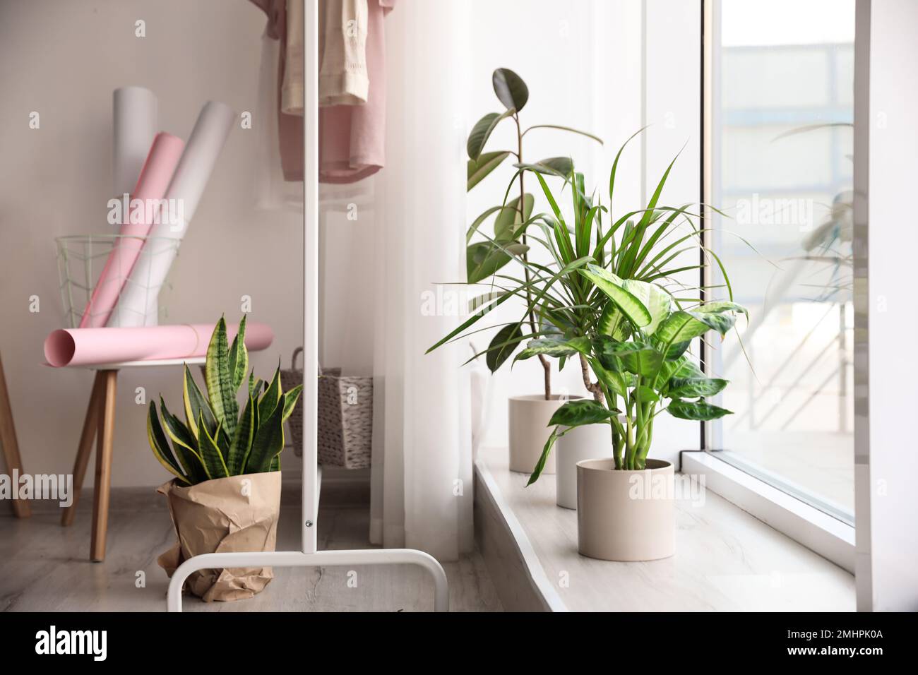 Different potted plants near window at home Stock Photo - Alamy