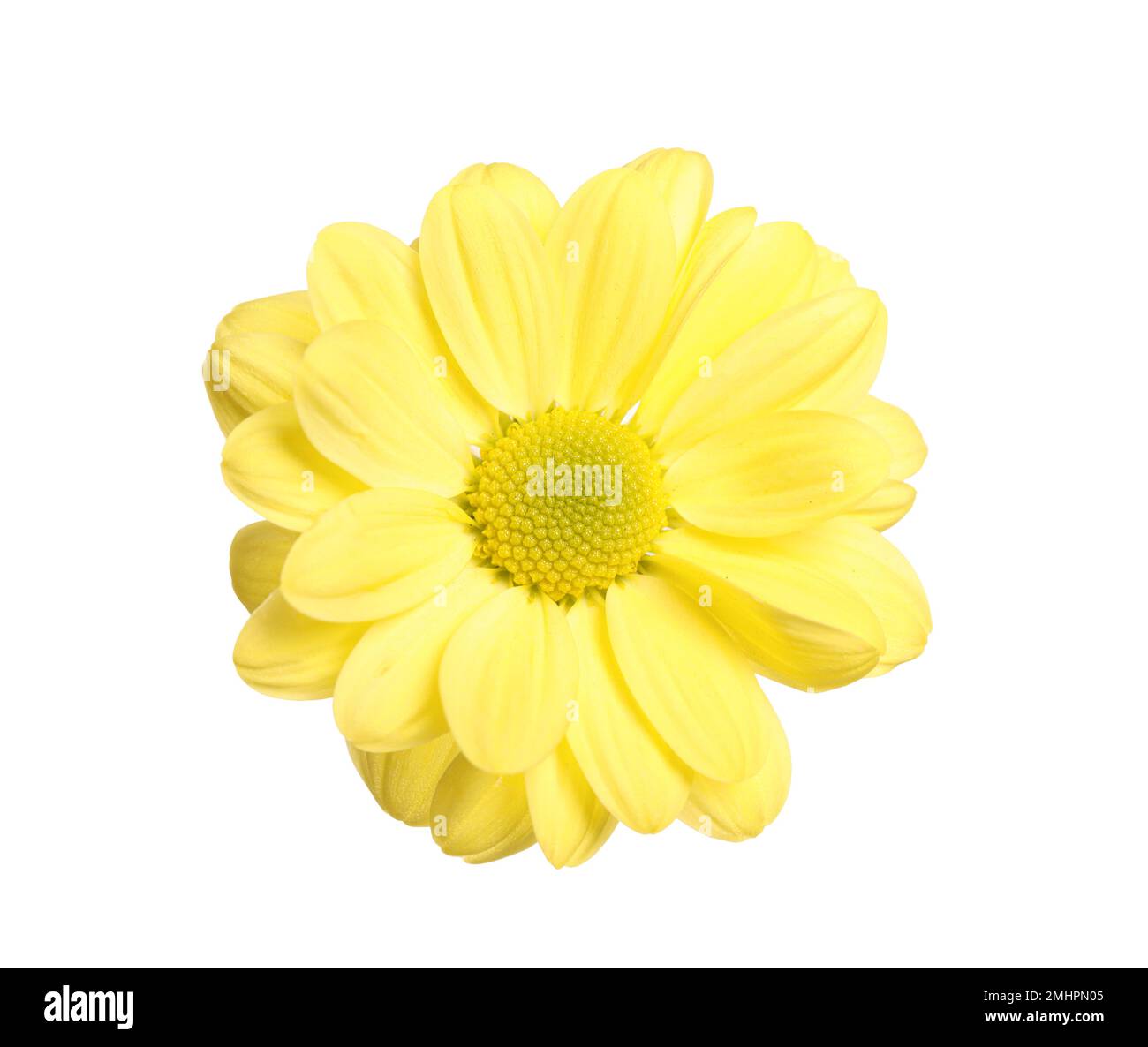 Beautiful yellow chrysanthemum flower hi-res stock photography and ...