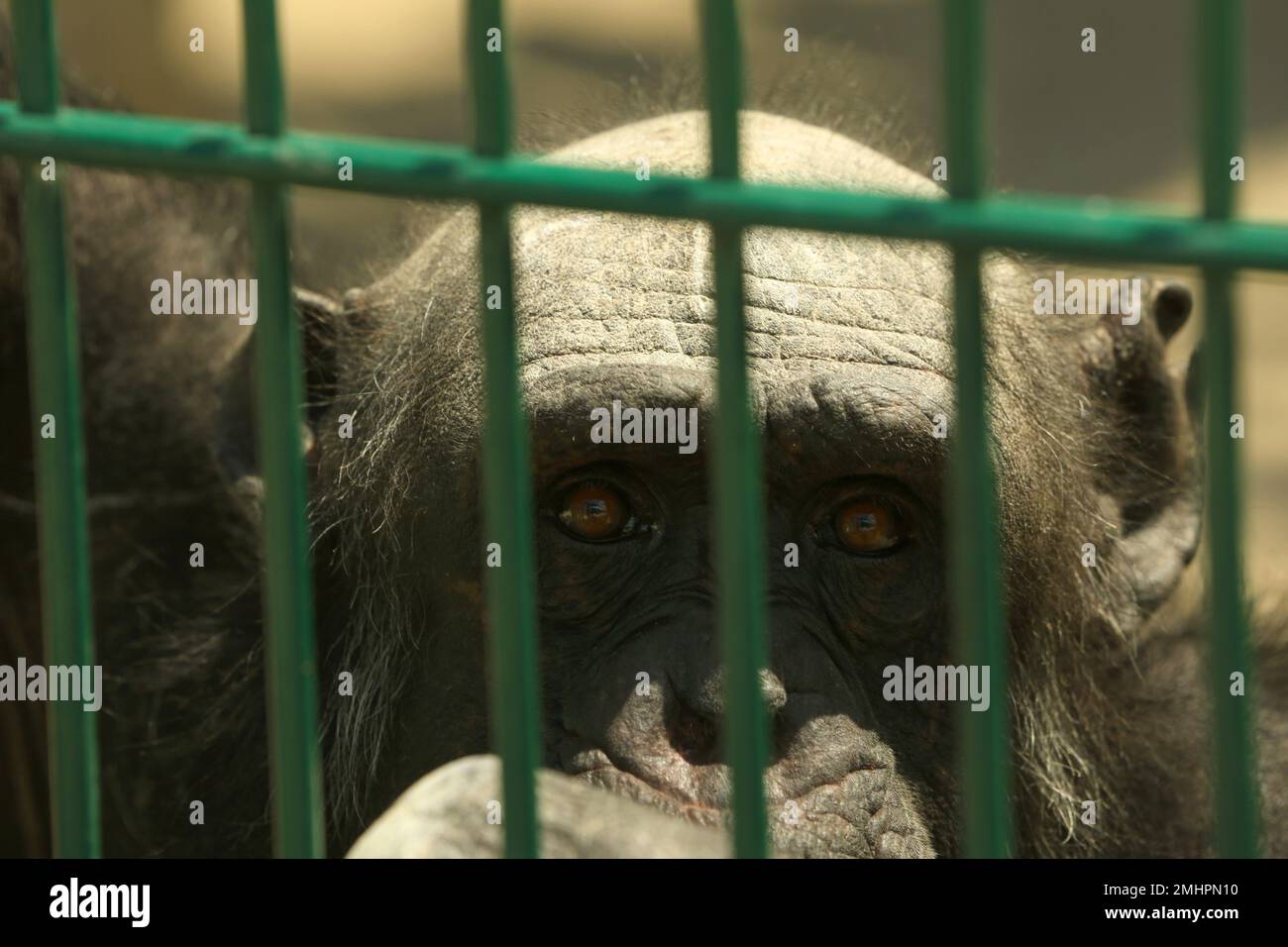 Closeup view of chimpanzee at enclosure in zoo Stock Photo - Alamy