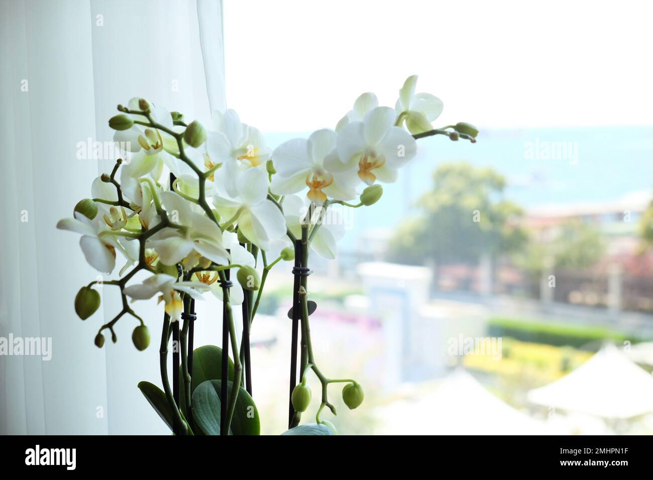 Beautiful white orchid flowers near window, indoors Stock Photo - Alamy