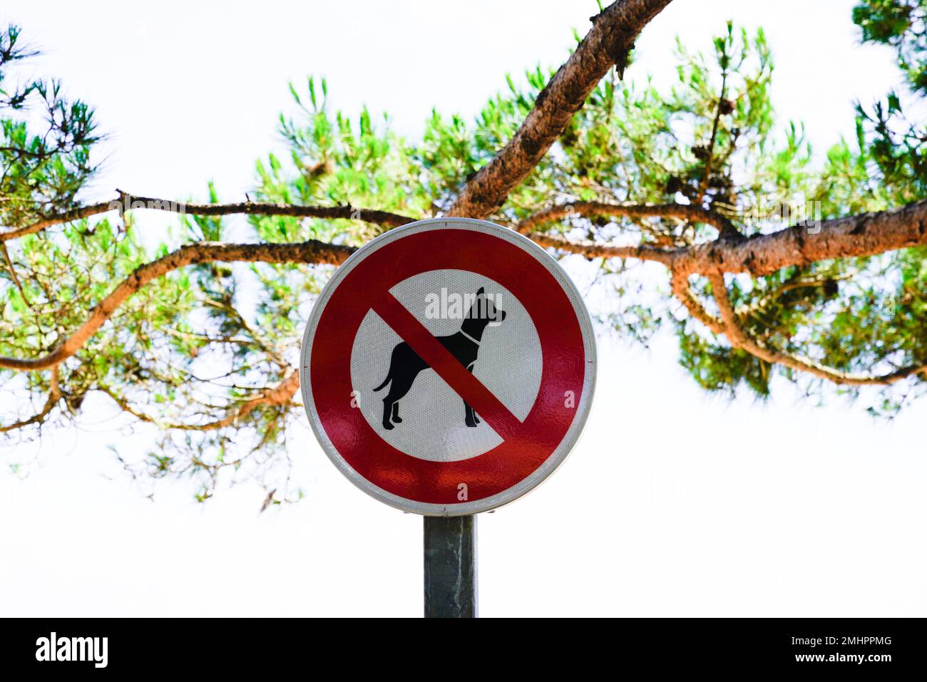 Prohibiting signs prohibited dog sign on access beach sea coast Stock ...