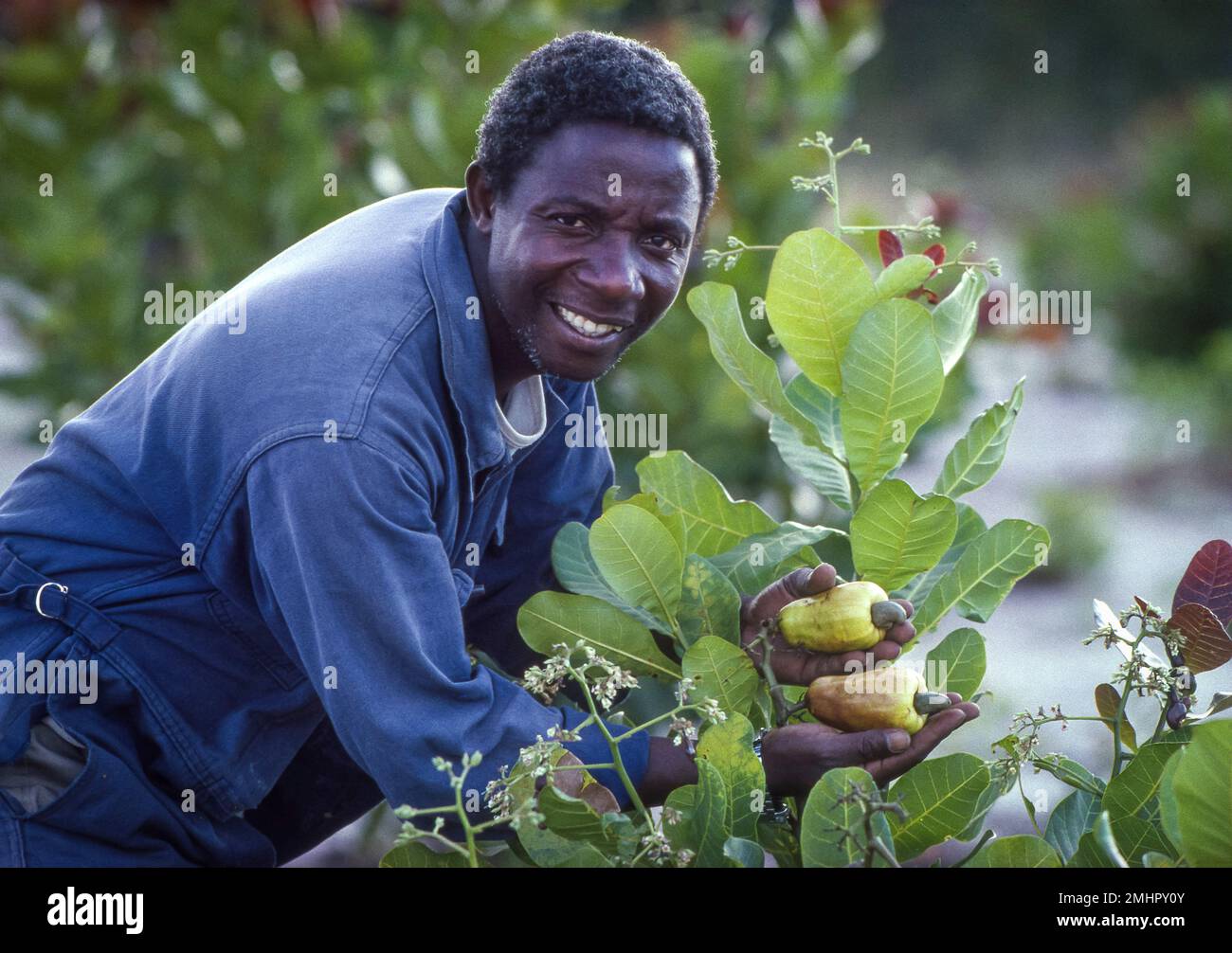 Zambia. Cashew plantation Stock Photo - Alamy