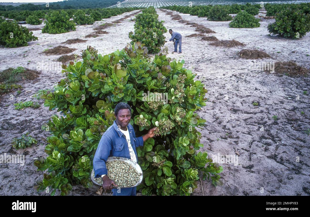 Cashew plantation hi-res stock photography and images - Alamy