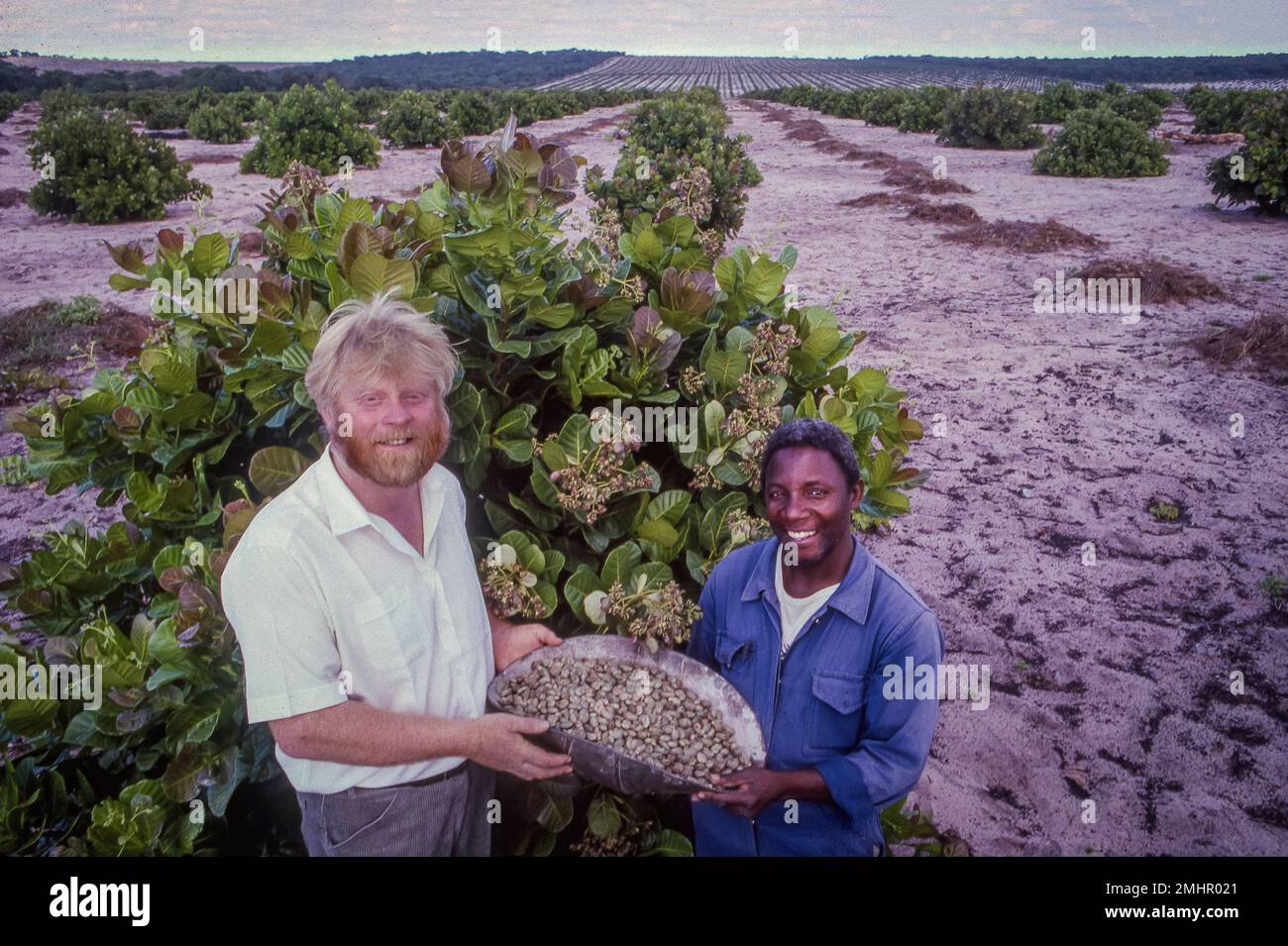 Zambia, manager on a cashew plantation with a picker checks the harvest ...