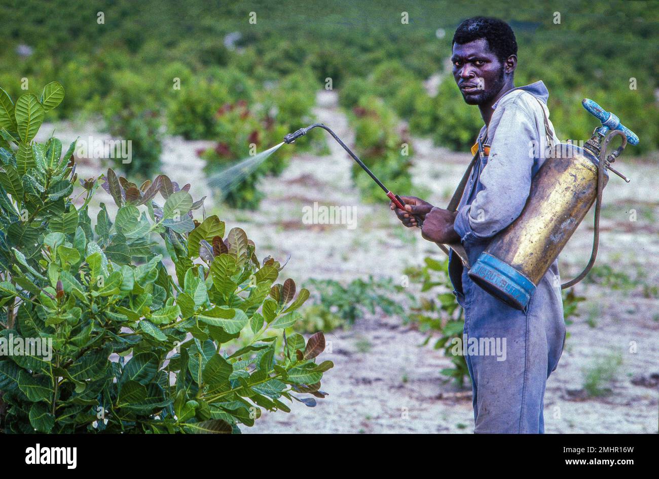 Zambia. Spraying insecticide on cashew plants Stock Photo - Alamy