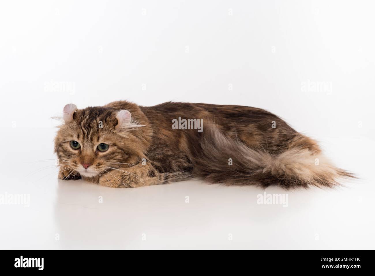 Dark Young American Curl Cat. Studio Photo Shoot. Isolated on White ...