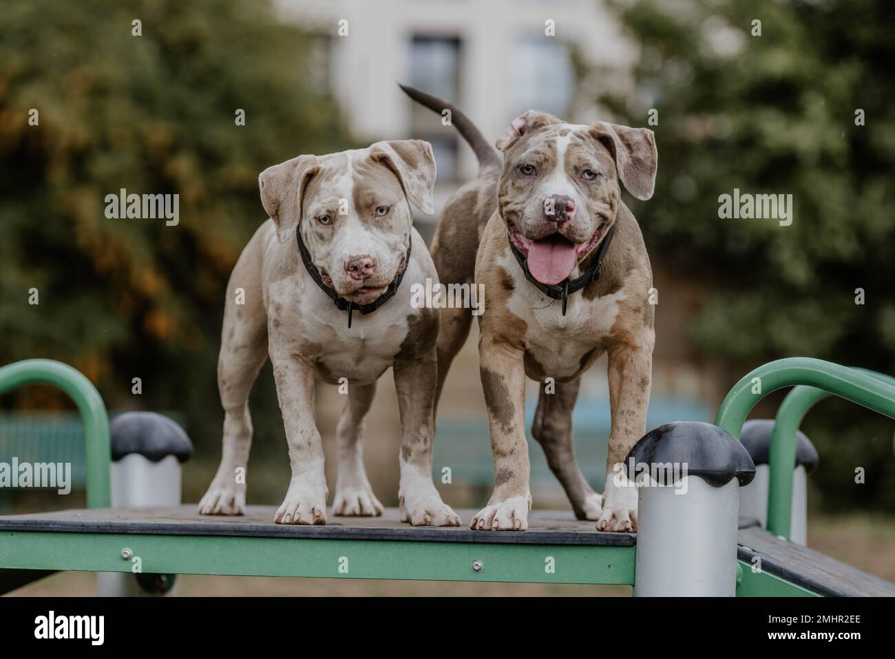 Two pit bulls hi-res stock photography and images - Alamy