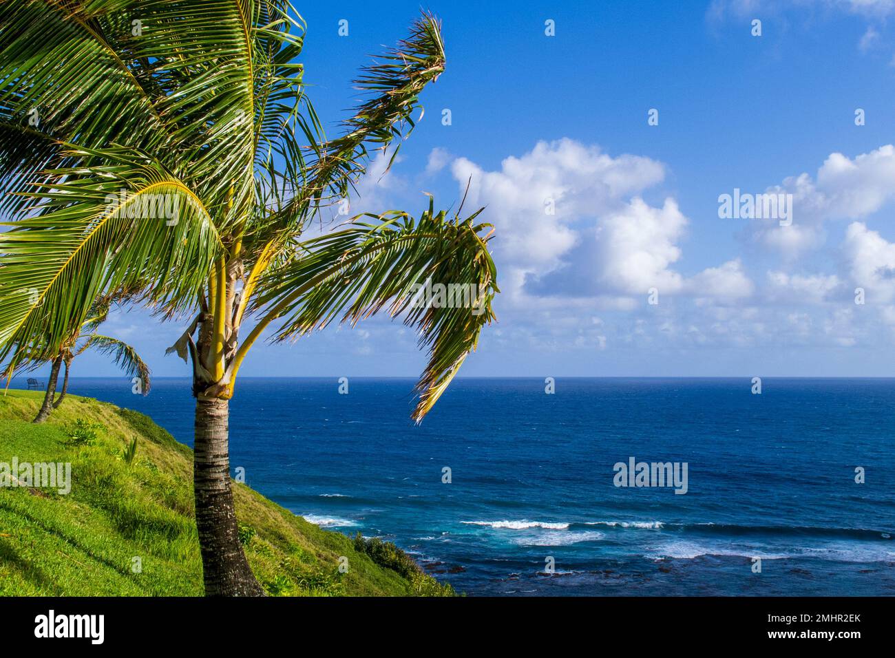 Blue ocean water framed palm hi-res stock photography and images - Alamy