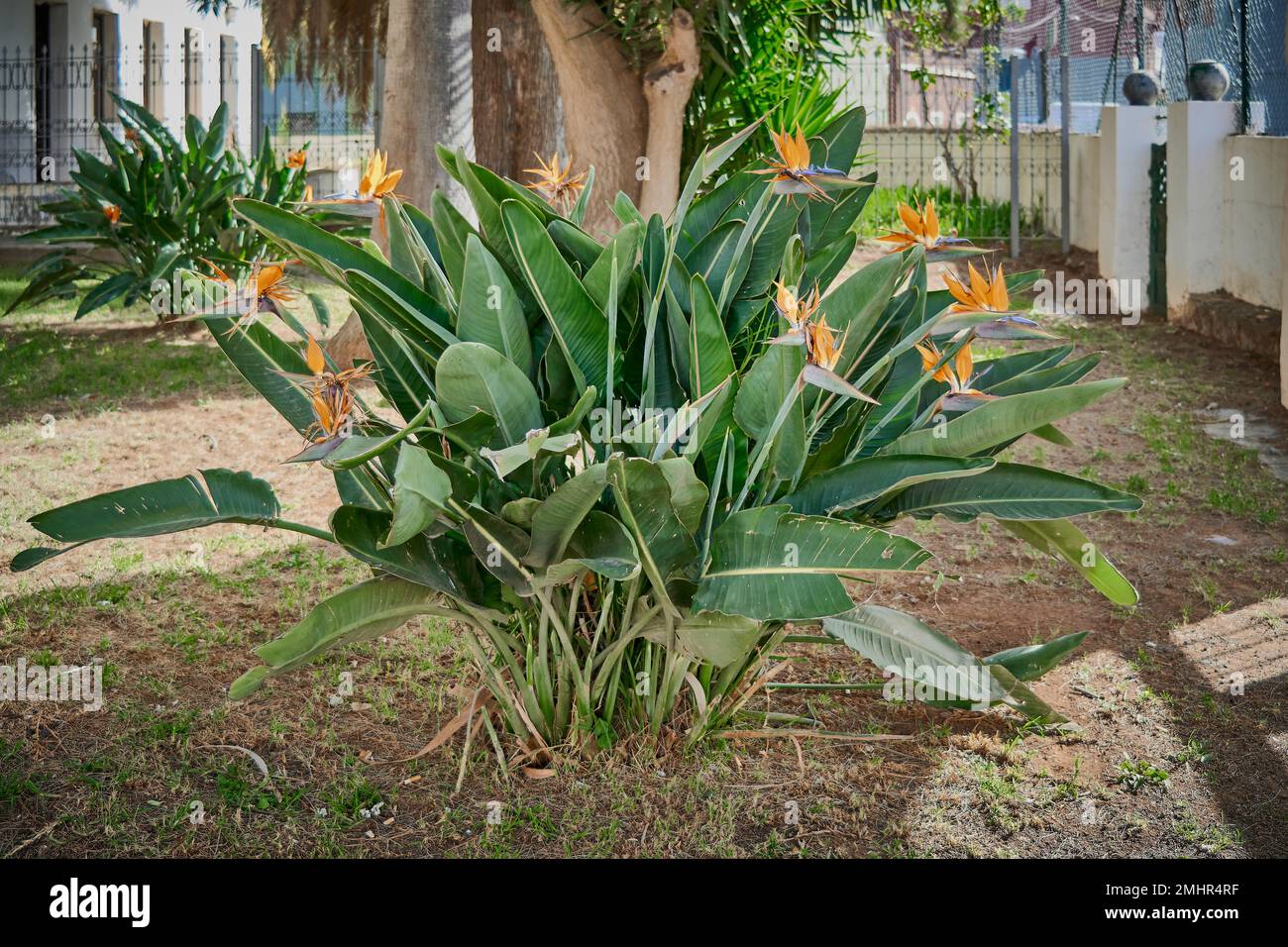 Flowering plant of Strelitzia reginae, with colorful bird Stock Photo ...