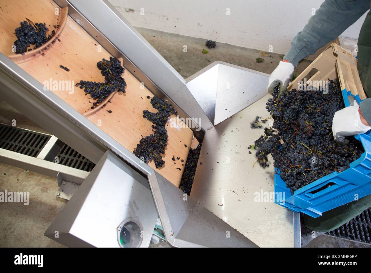 electric grape sorting mat winery machine with grapes modern Stock ...