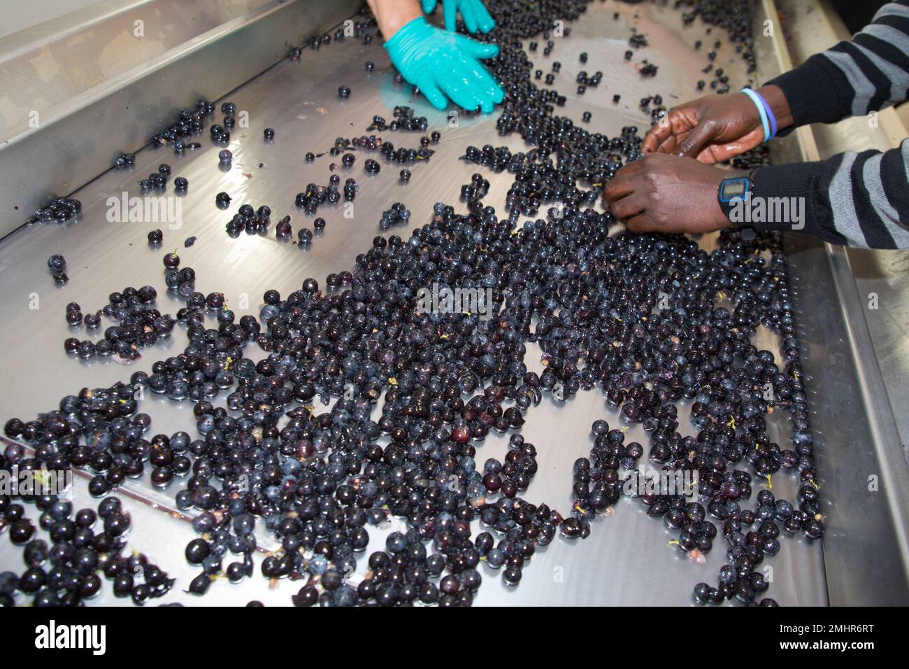 making wine sorting grapes to make juice during the grape harvest Stock ...