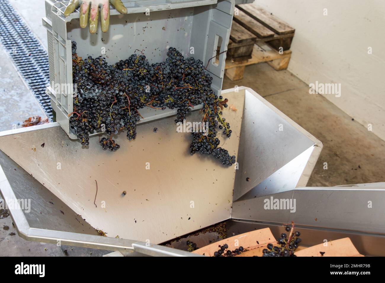 Pouring vine grapes in grape squezzing harvest wine steel machine line ...