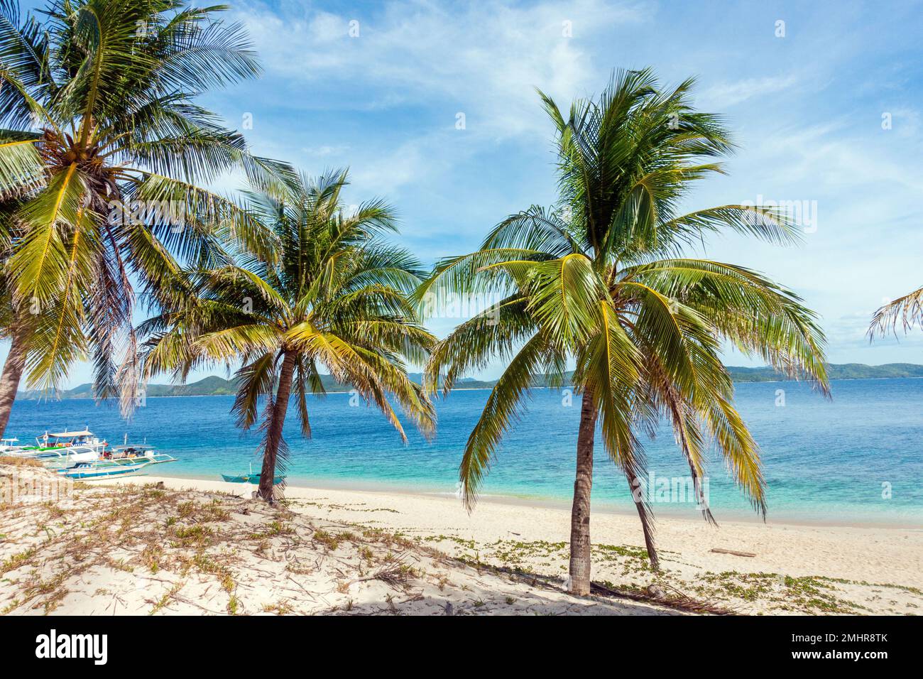 Beach palm tree tropical hi-res stock photography and images - Alamy