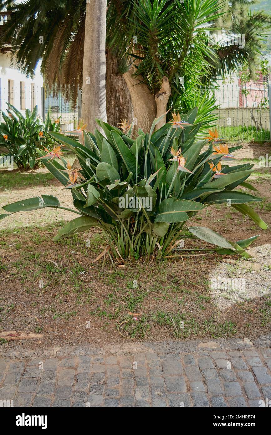 Flowering plant of Strelitzia reginae, with colorful bird Stock Photo ...