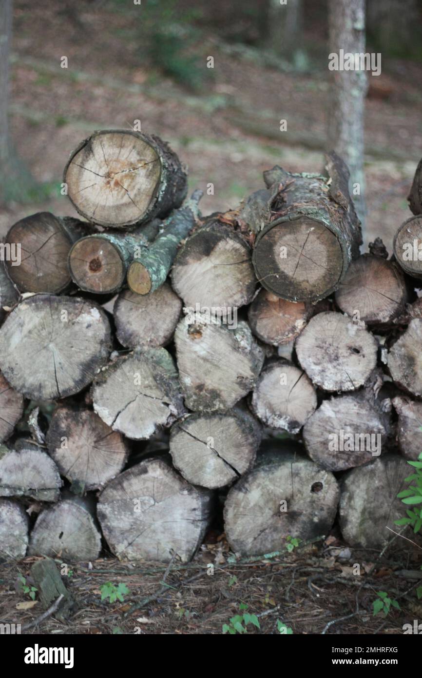 A stack of cut firewood drying between two trees Stock Photo - Alamy