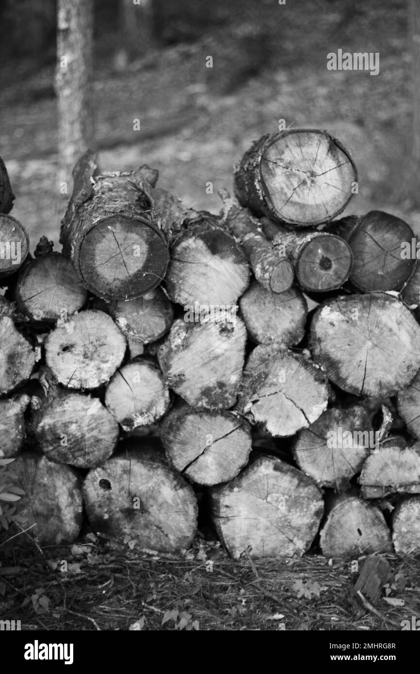A stack of cut firewood drying between two trees Stock Photo - Alamy