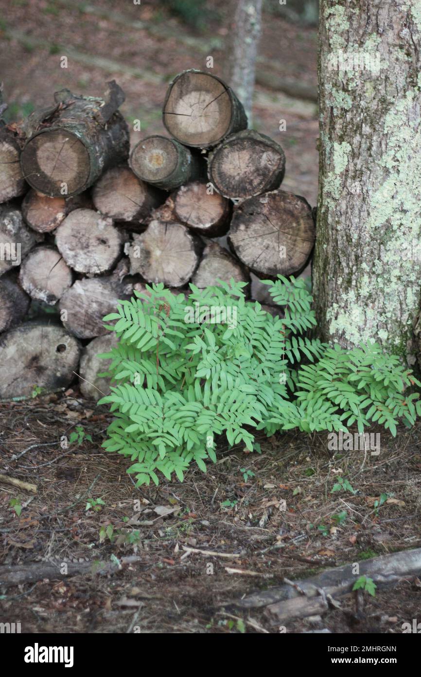 A stack of cut firewood drying between two trees Stock Photo - Alamy