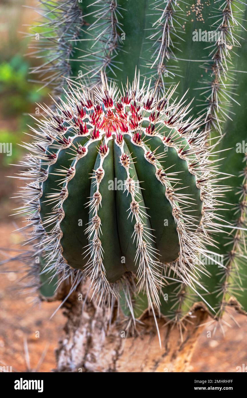 Flora cactus hi-res stock photography and images - Alamy