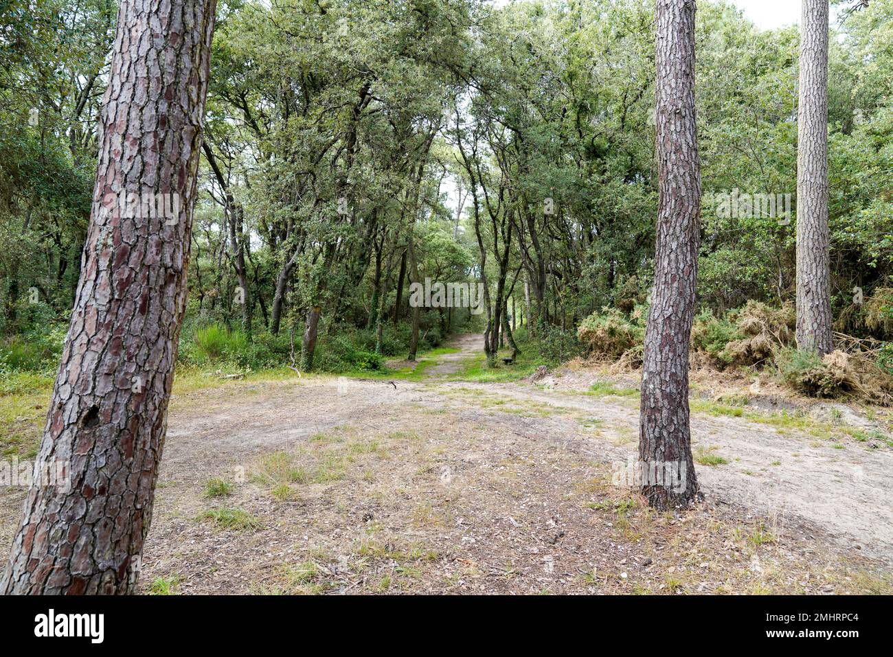 Beautiful path in woodland forest outside park of pine tree Stock Photo ...