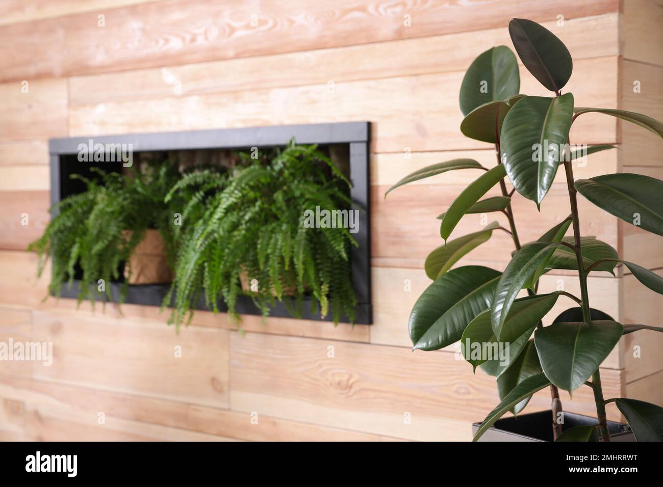 Beautiful green plants indoors. Home design ideas Stock Photo - Alamy