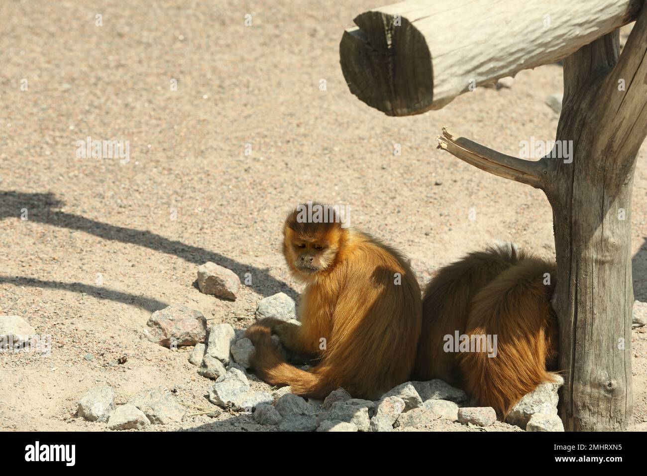 Cute capuchin monkeys at enclosure in zoo on sunny day Stock Photo - Alamy