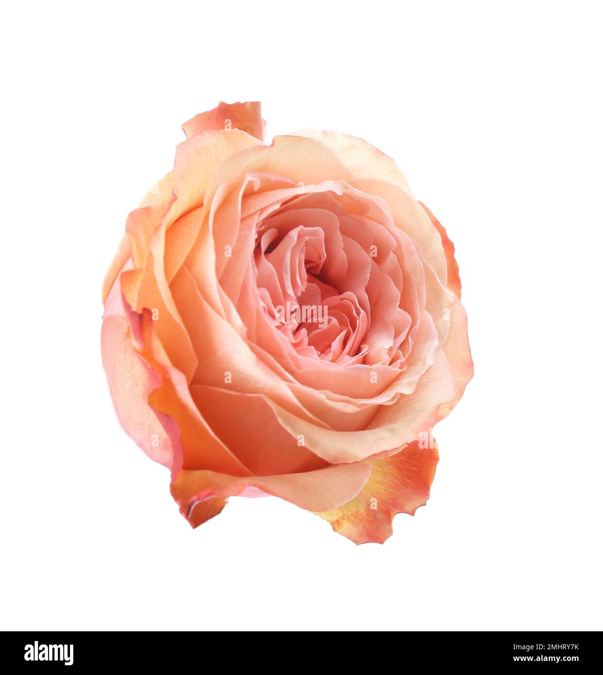Beautiful fresh rose flower on white background Stock Photo - Alamy