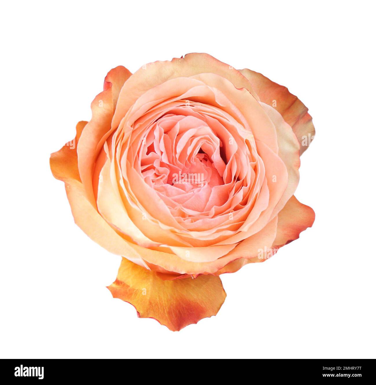 Beautiful fresh rose flower on white background Stock Photo - Alamy