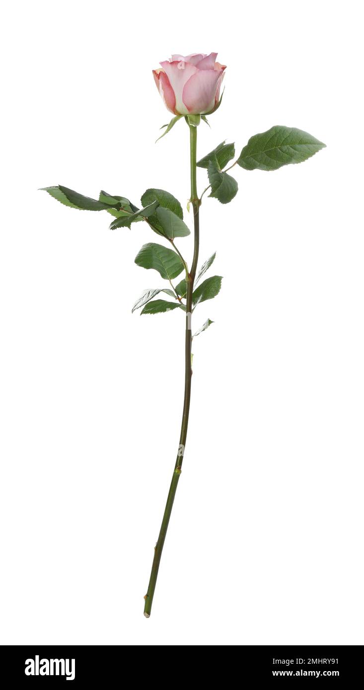 Beautiful fresh rose flower on white background Stock Photo - Alamy