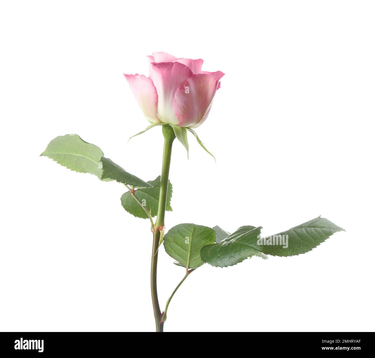 Beautiful fresh rose flower on white background Stock Photo - Alamy