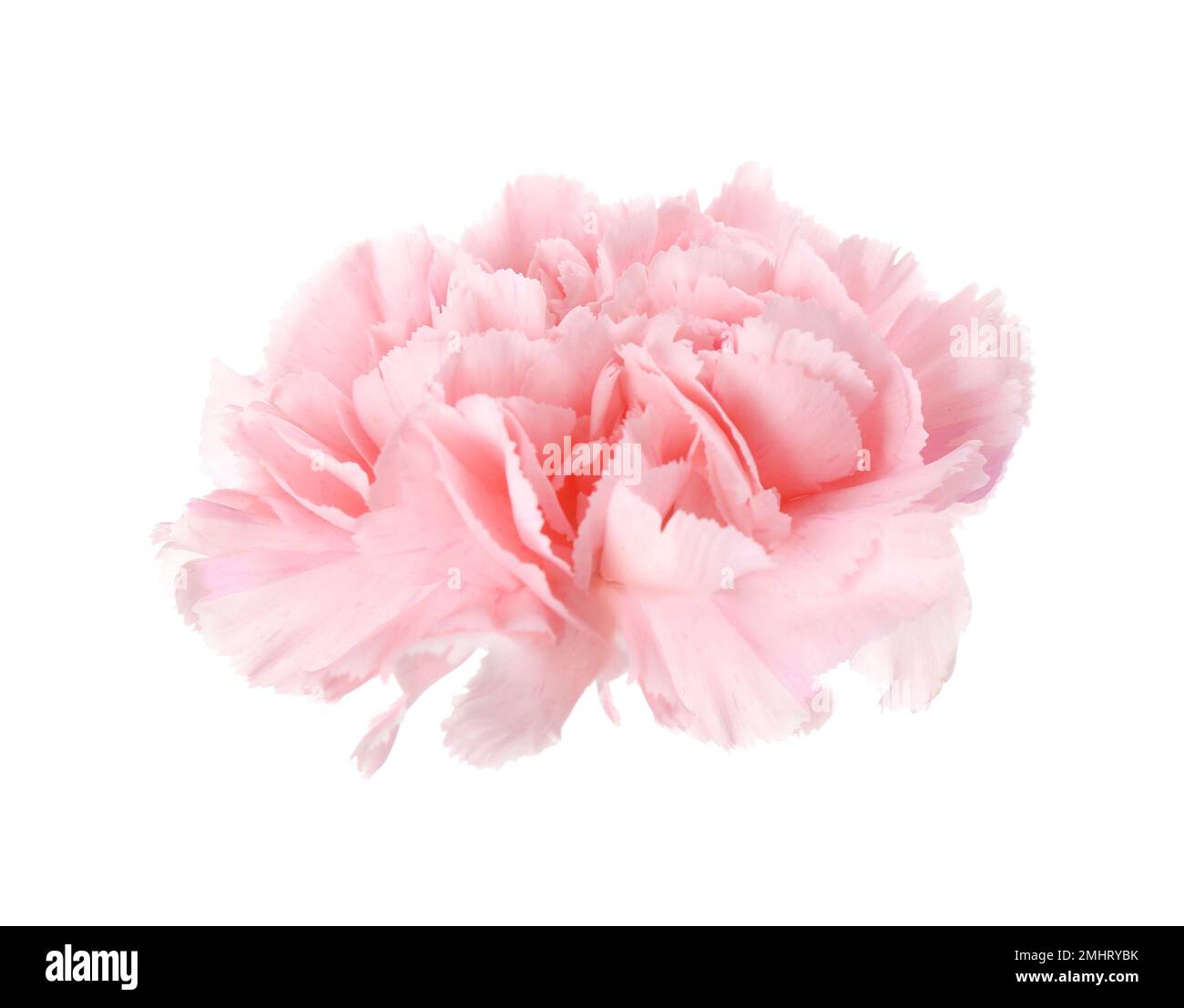 Carnation texture Cut Out Stock Images & Pictures - Alamy
