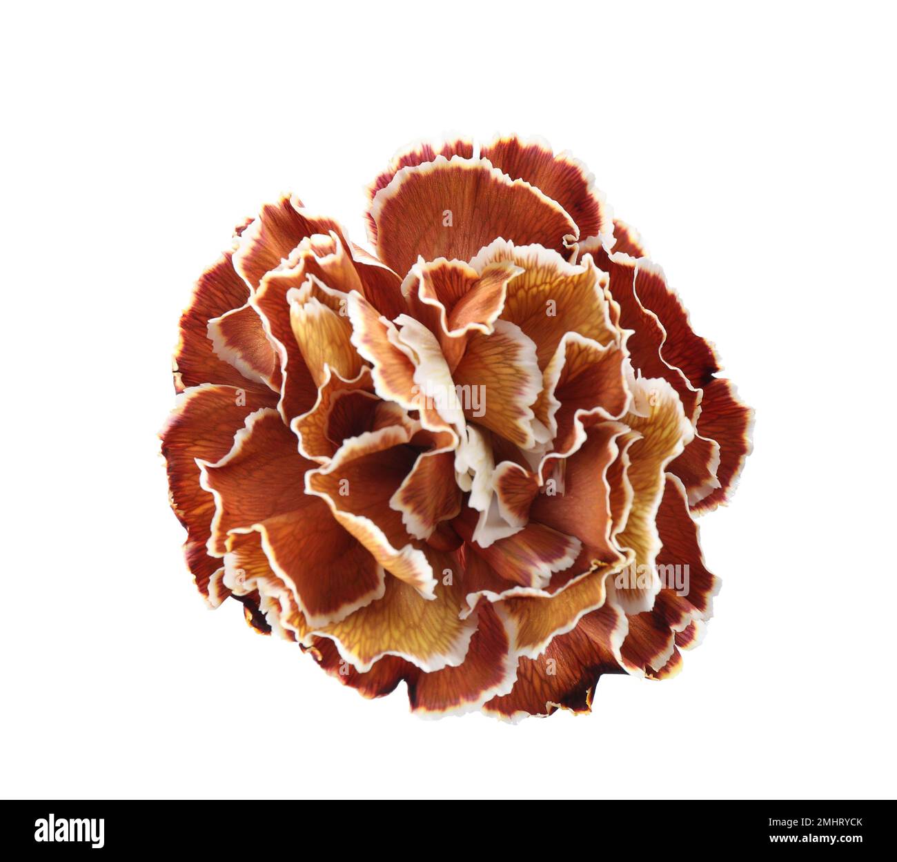 Beautiful fresh carnation flower on white background Stock Photo - Alamy